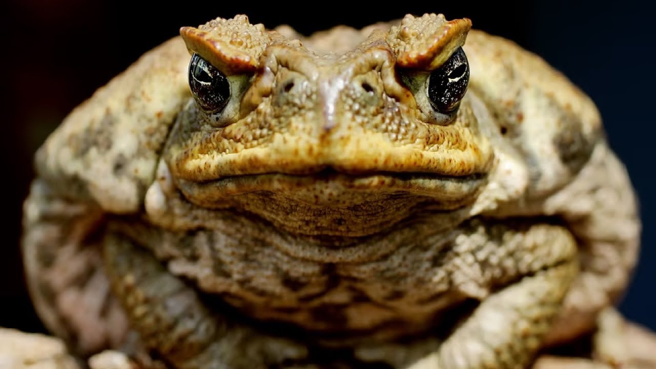 Mascotas en peligro por sapos venenosos "BUFO" - YouTube