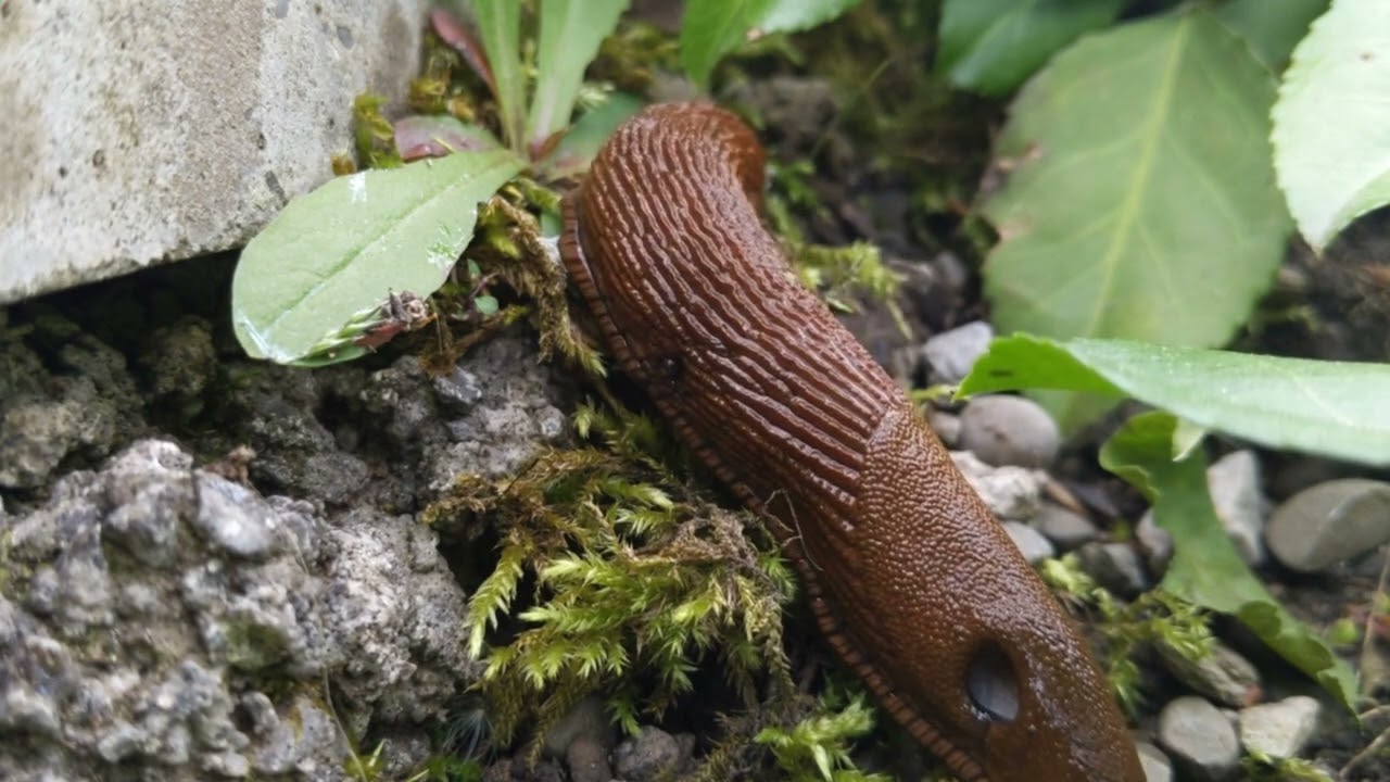 Tudo sobre lesmas🐌 - YouTube