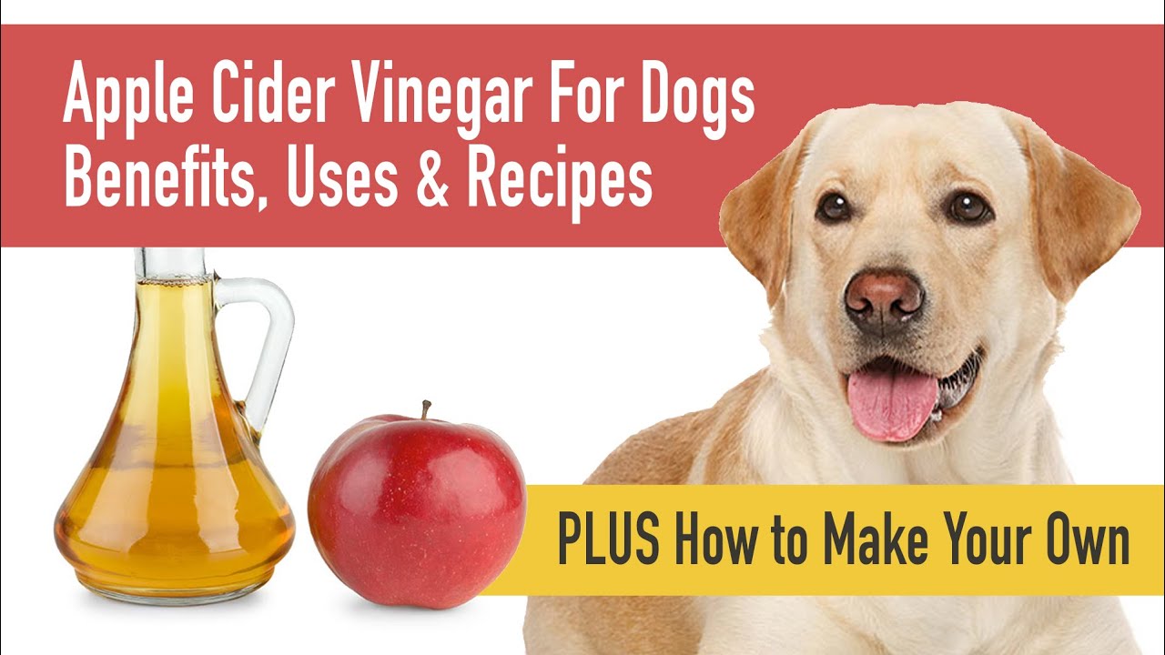 Apple Cider Vinegar For Dogs 🐶 Benefits, Uses & How to Make Your Own ...