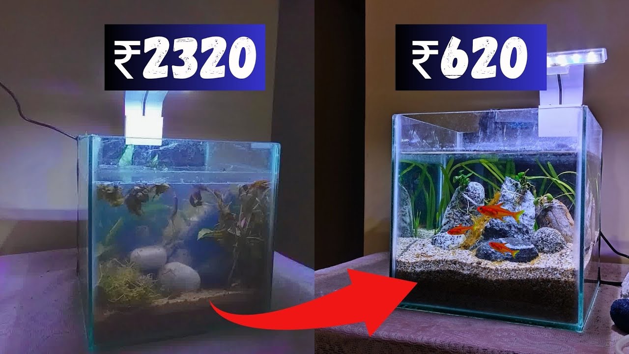 Super Simple Fish Tank Setup Within ₹650 | Pocket-friendly Tank ...