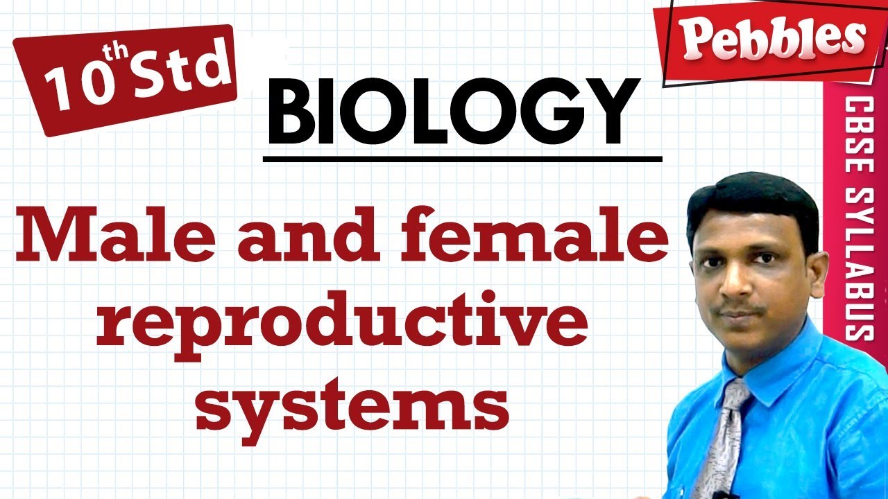 Male and female reproductive systems | Biology | Class 10 | CBSE ...