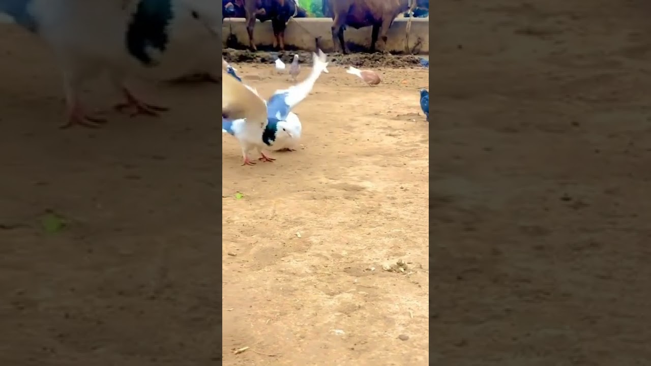 🕊 A pigeon doing a backflip. - YouTube