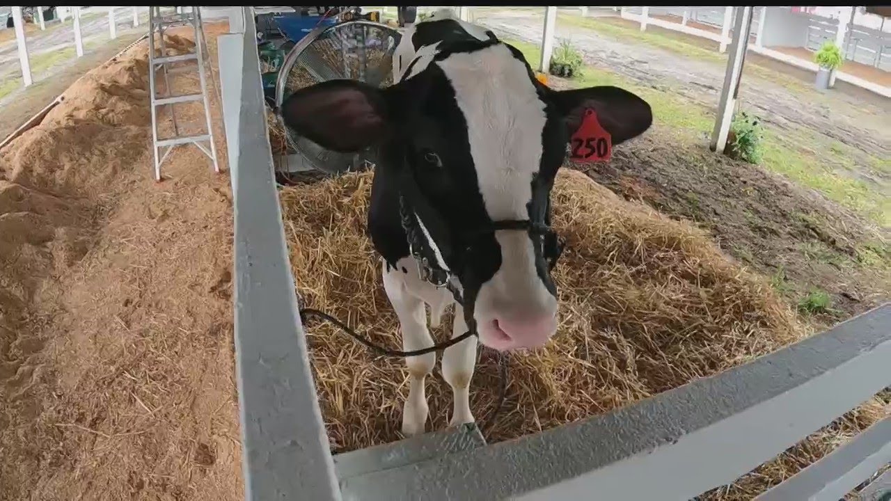 Fairgrounds buzzing with excitement, Trumbull County Fair prepares for ...