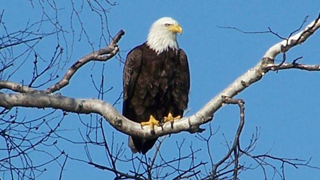 Episode 50- Eagle Day at Mingo NWR+ Bonus Footage - YouTube
