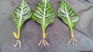 How to grow Zebra Plant with leaves | Alphelandra squarrosa