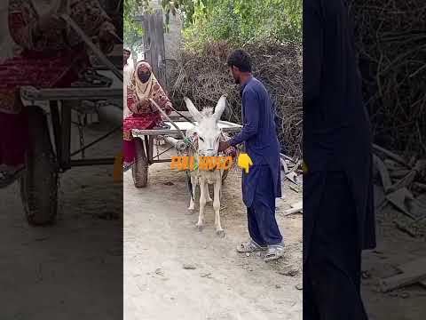 donkey riding by girl #riding #donkeyride #shorts