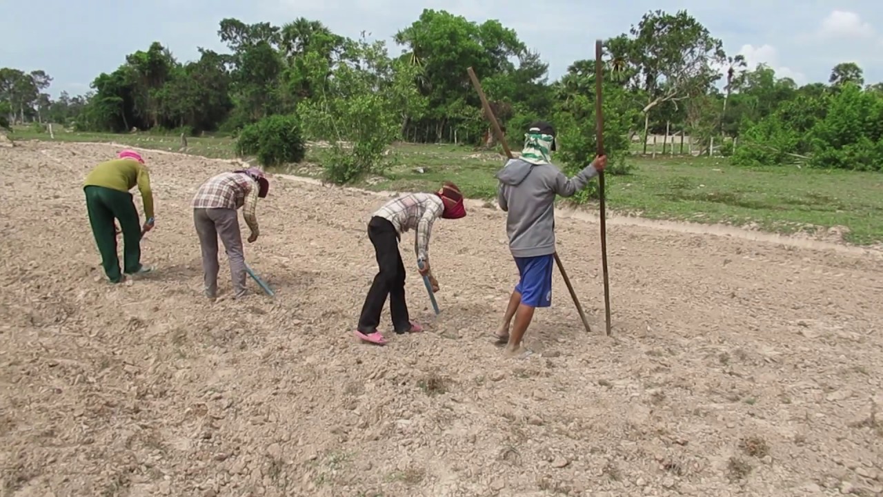 Planting Rice Without Water @Community Remote Area. - YouTube