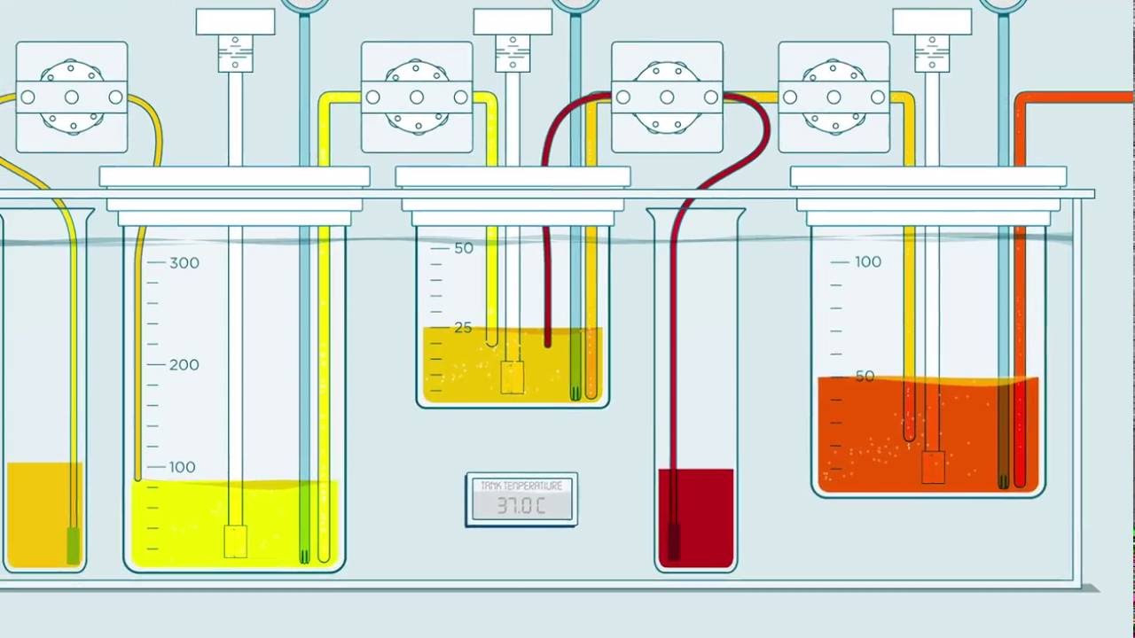 Gastro-Intestinal Simulator for the Drug Delivery Foundation - YouTube