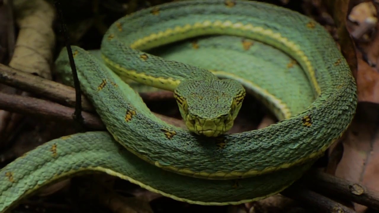 Jararaca verde (Bothrops bilineatus) - Green Jararaca - YouTube
