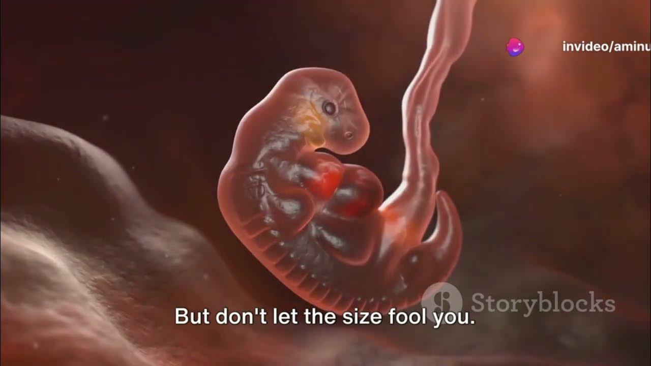 Journey of Life: How Baby Grows In The Womb From 0-12 Weeks - YouTube
