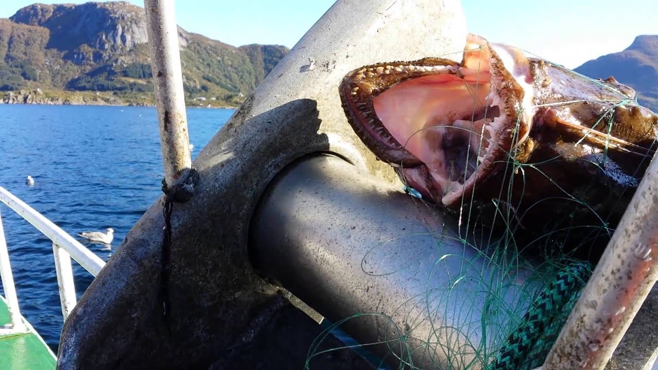 Long-nosed skate and angler fish(monk fish) - YouTube