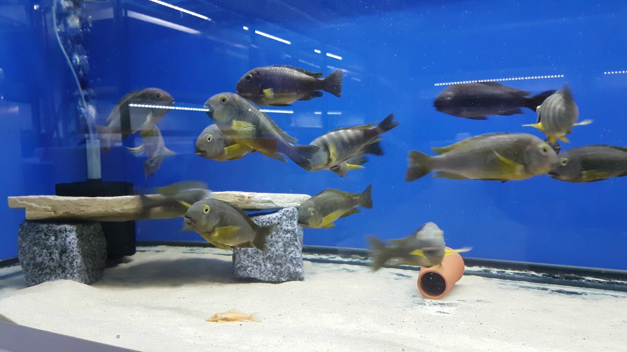 Tropheus Brichardi Mix - YouTube