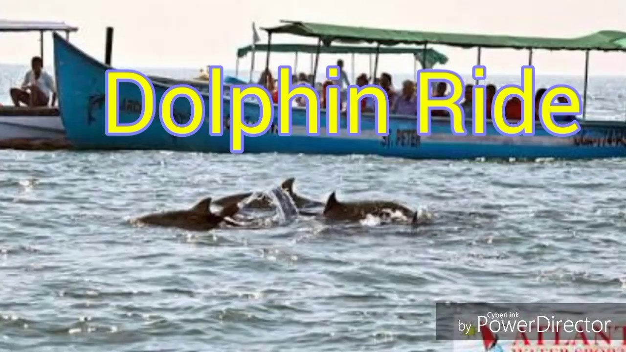 Dolphin Ride in GOA - YouTube