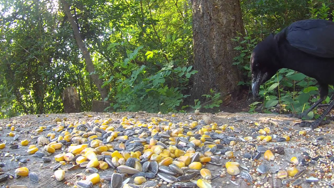 Crow and seeds - YouTube