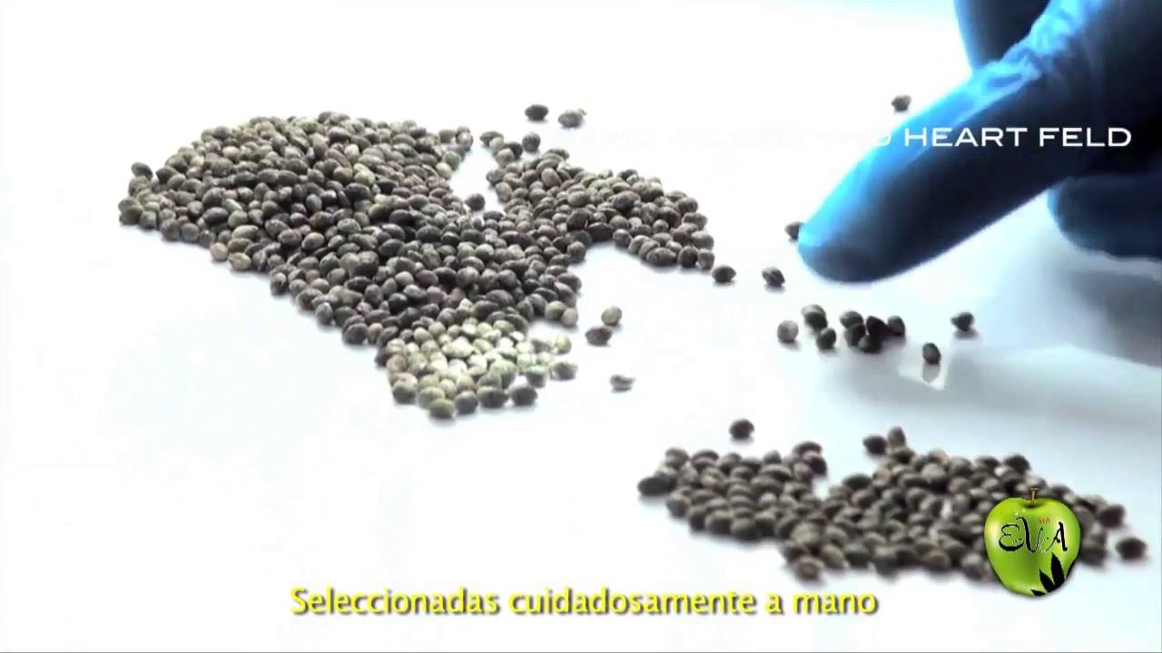 Eva Seeds - Natural Born Growers - YouTube