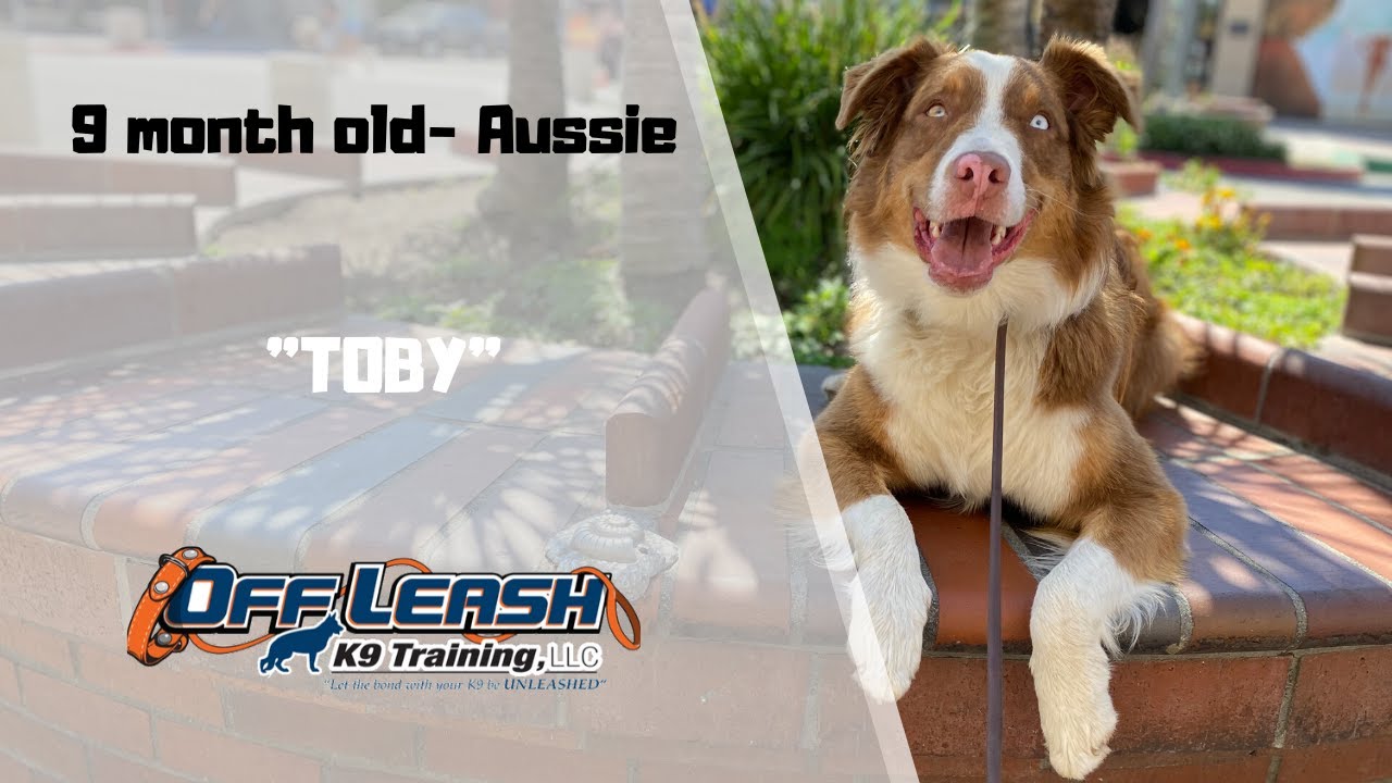 AUSTRALIAN SHEPHERD/DOG TRAINING - YouTube