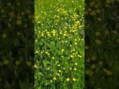 Çiçekler İçinde Yürümek, Doğada Yürüyüş, Çiçekler, Yürüyüş...