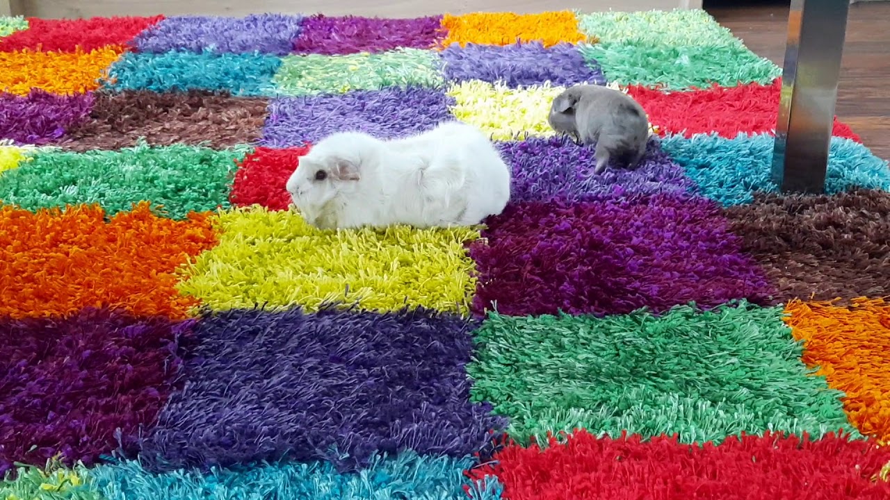 Guinea pigs popcorning / springende cavia's - YouTube