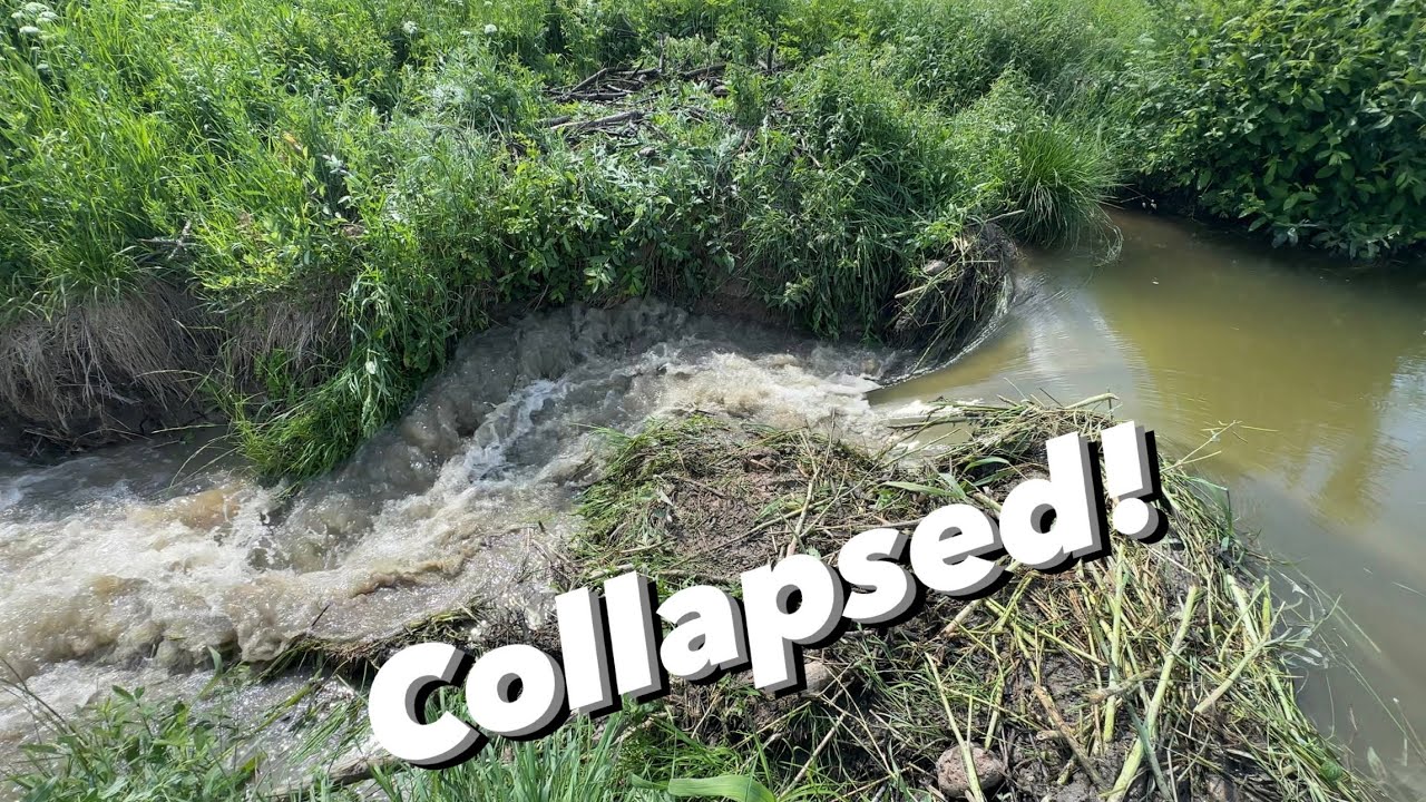 Powerful Current After Beaver Dam Collapse! - YouTube