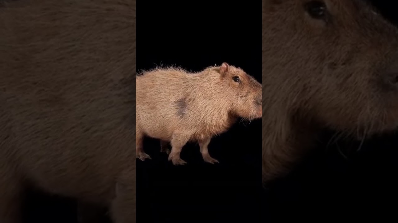 Capybara - YouTube