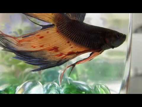 Angels Of Venice (Sad Lisa) Betta Tribute - YouTube