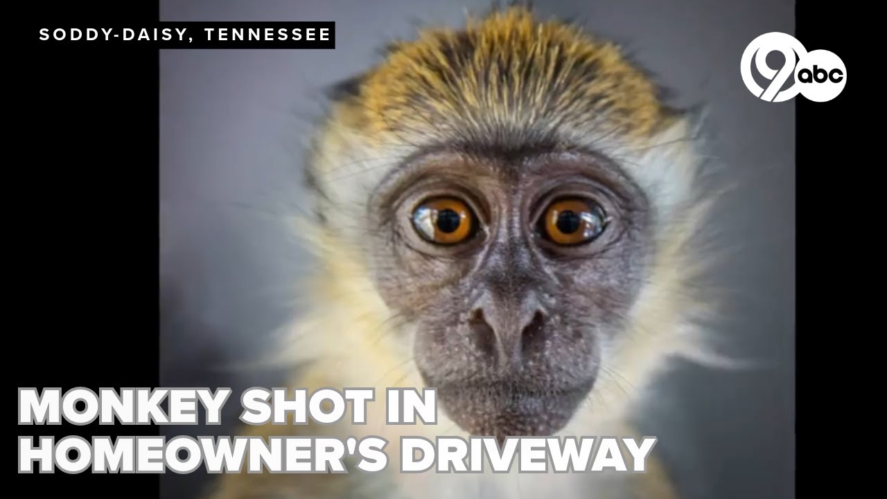 Monkey almost attacks Tennessee woman who shoots it; Animal later dies ...