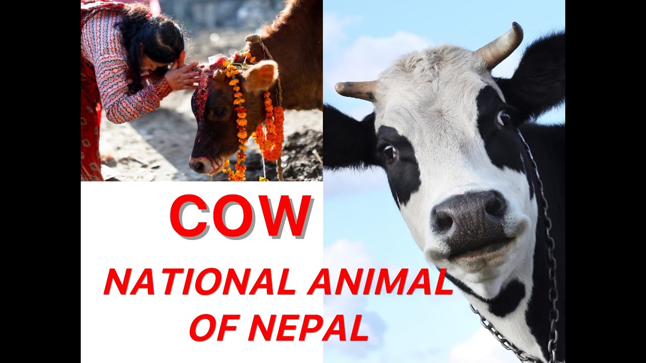 National Animal Of Nepal COW - YouTube