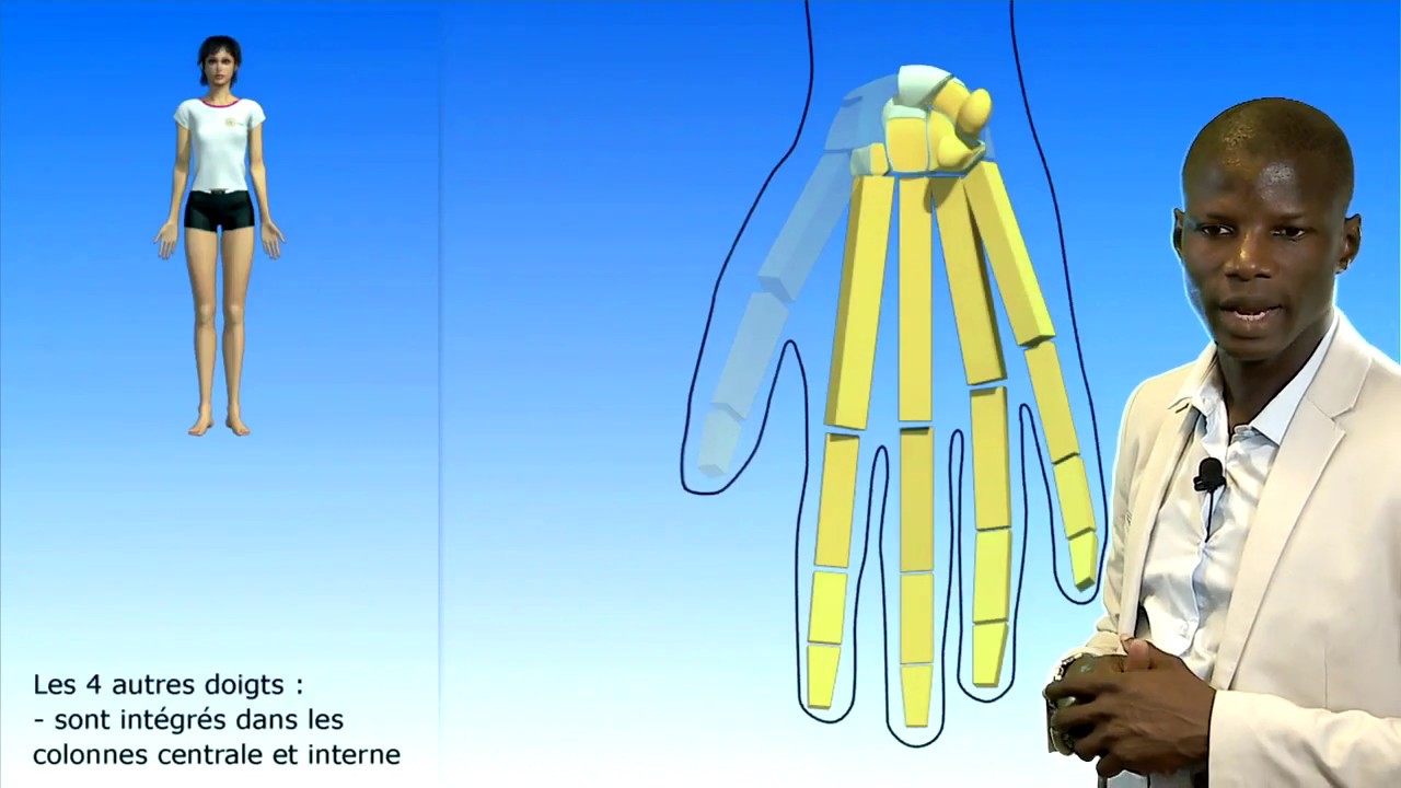 Ostéologie de la main Métacarpe Phalanges - YouTube