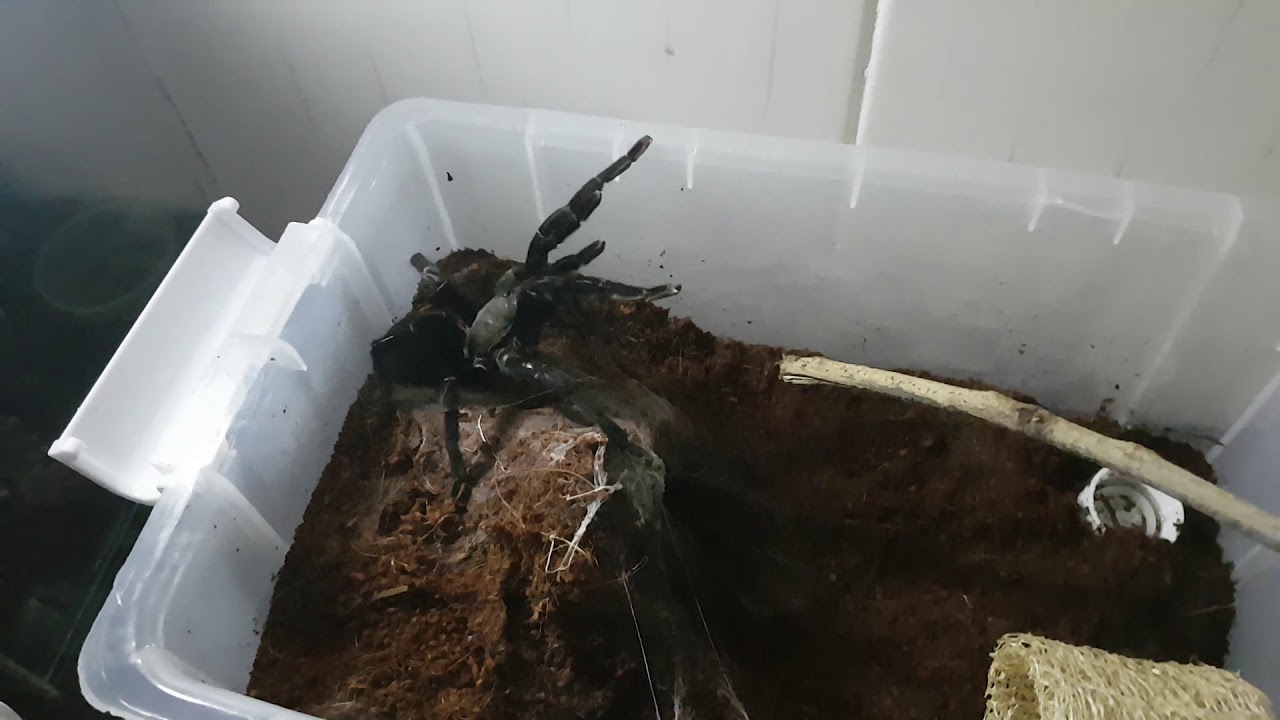 Tarantula Thailand black hung dữ - YouTube