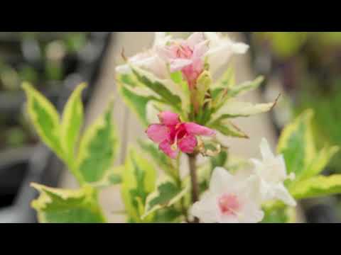 Вейгела Nana Variegata