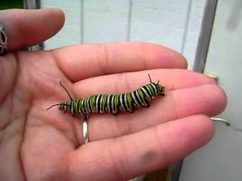 Monarch Caterpillar compared to Black Swallowtail Sept 13, 2011 - YouTube