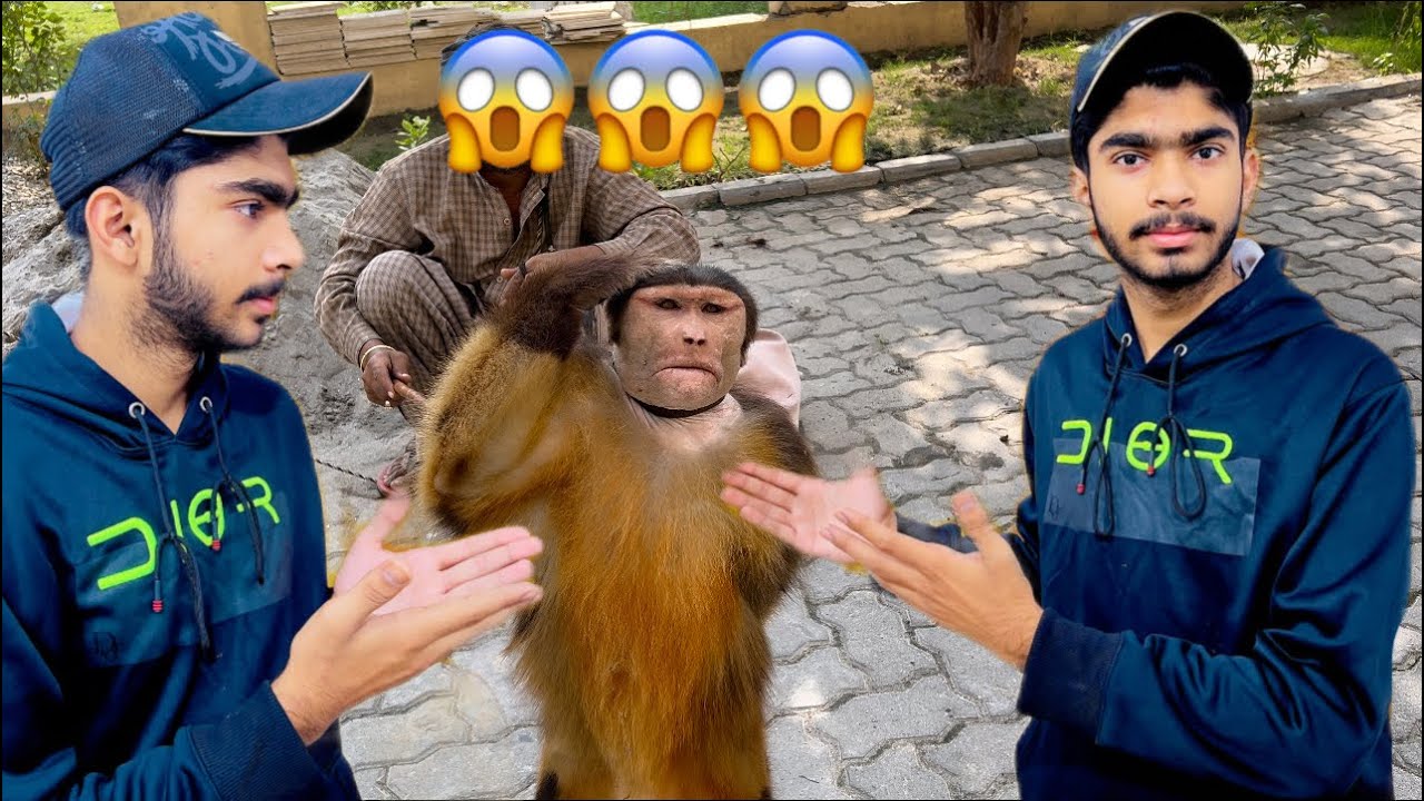 Ye monkey 🐵 me Kia kam kr diya 😱😱 |. Abdullah afzaal vlogs | Must watch ...