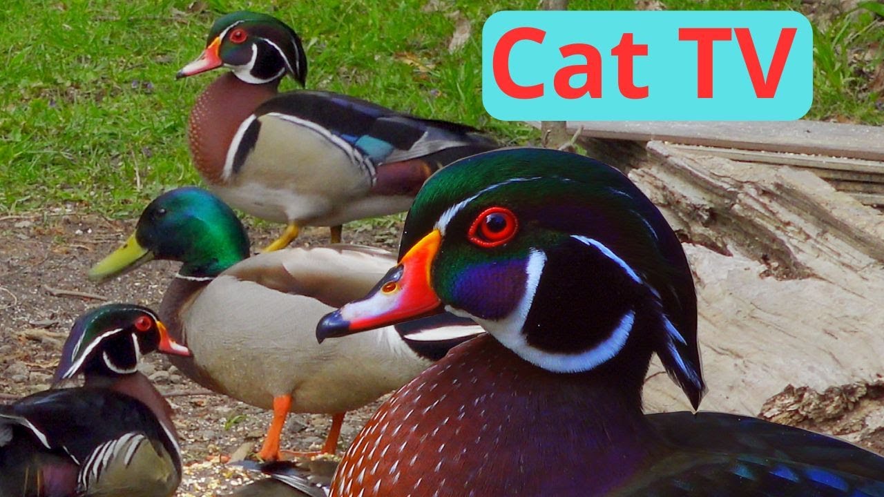 Cat TV for Cats to Watch Birds - Wood Duck - Mallard - Beautiful Birds ...