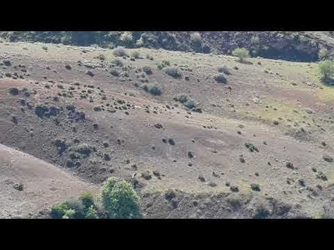 Canavar həyəcanlandırır