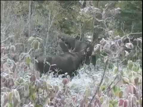 La chasse de nuit permise aux autochtones? - YouTube