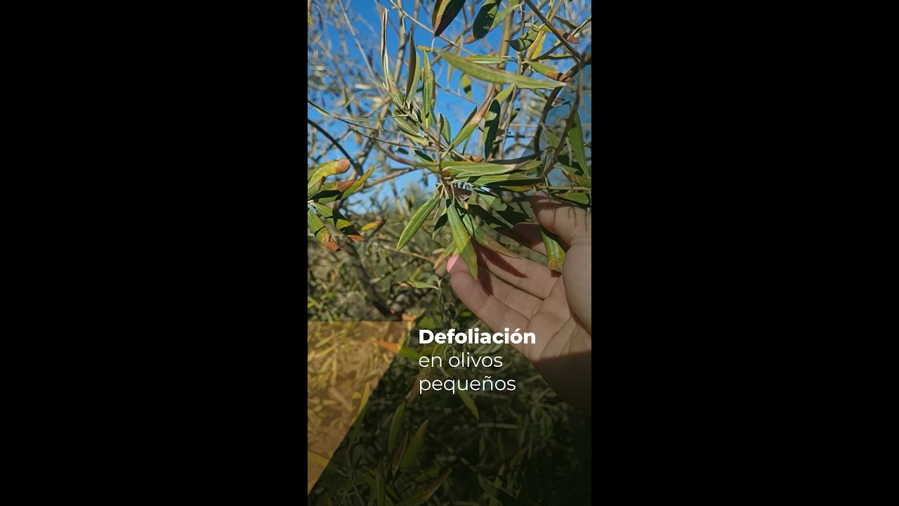 Defoliación en Olivos Pequeños - YouTube