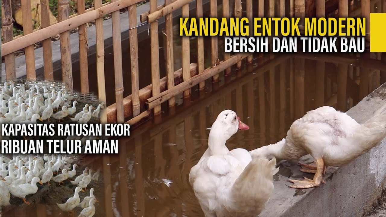 Kandang Entok Modern Bersih dan tidak Bau Kapasitas Ratusan Ekor - YouTube