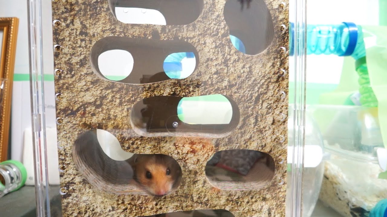 I bought a fun hamster joint maze but … - YouTube