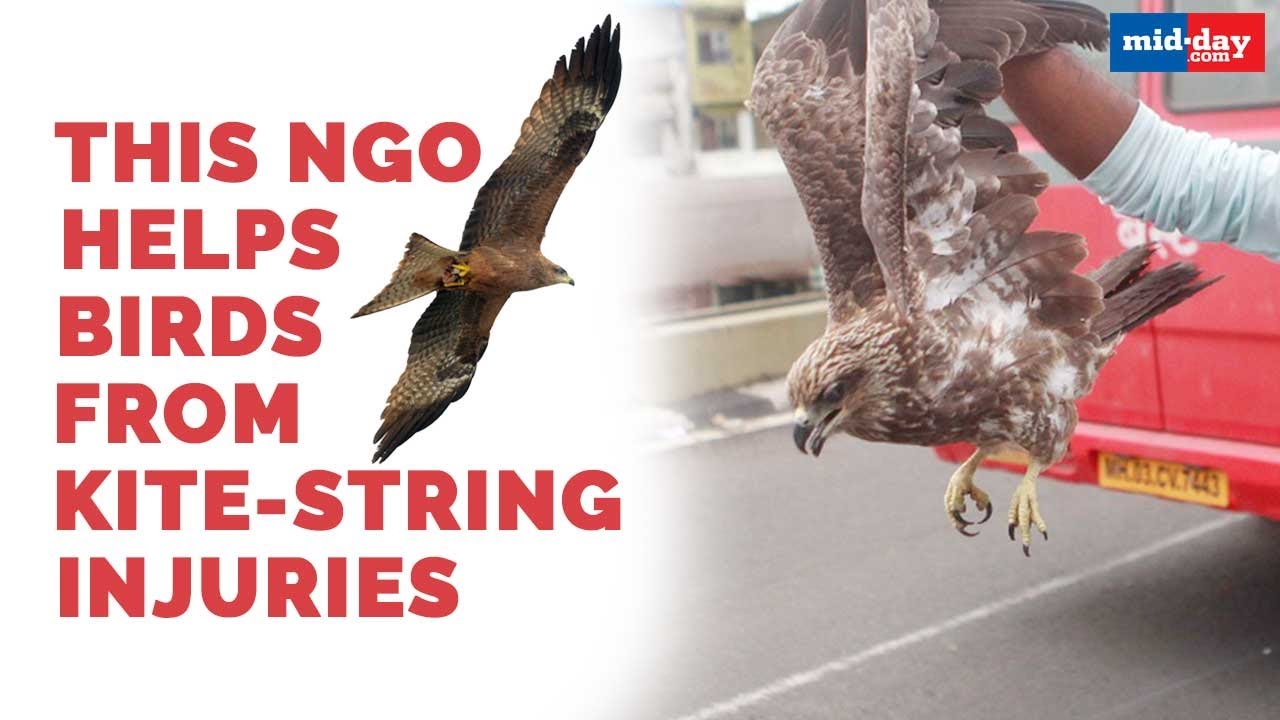 This Ngo helps birds from kite-string injuries | Makarsankranti - YouTube