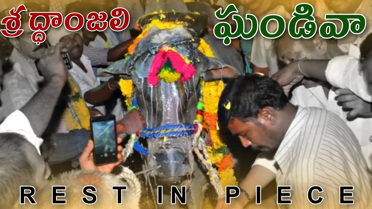 R I P 💐 ఘండివా 🙏 | Ghandiva | RN Reddy | Nandi Breed bull #nhmedia ...