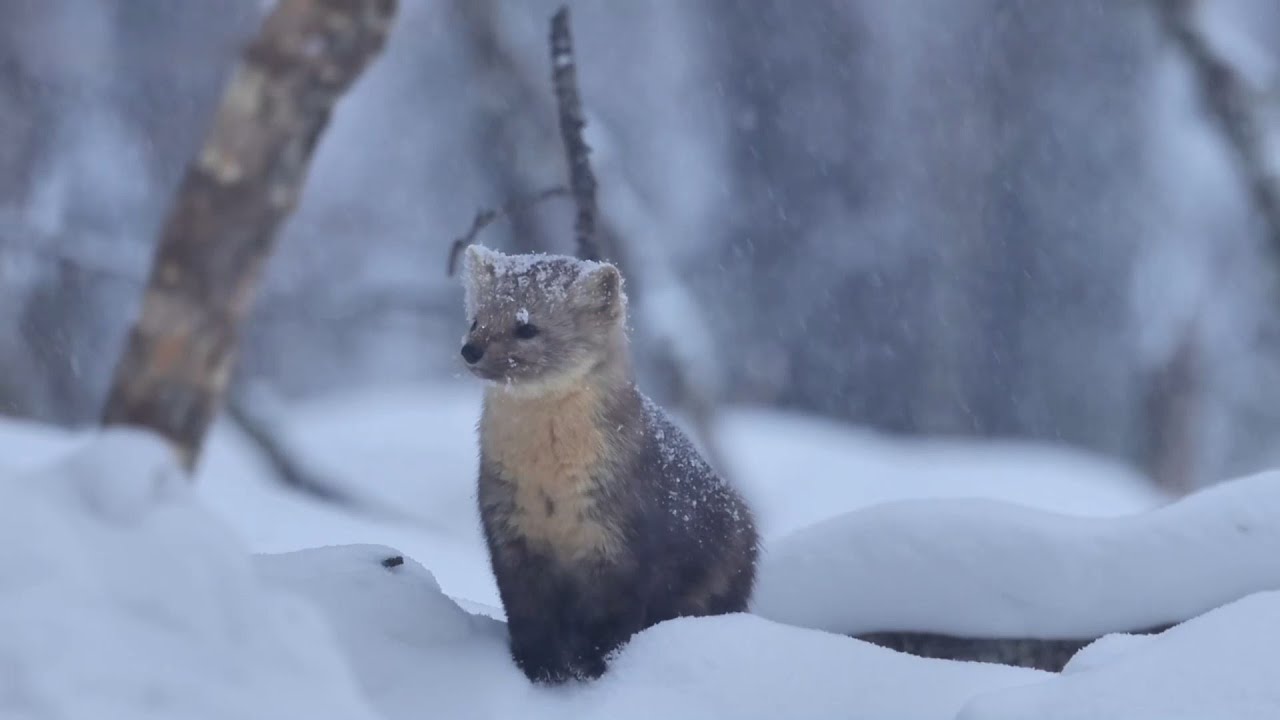 A Lovely Sable in the Snow #cute #stable #snow #beautiful #animals ...