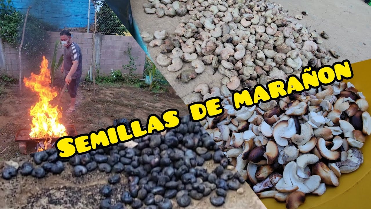 ASANDO "SEMILLAS DE MARAÑON" - YouTube