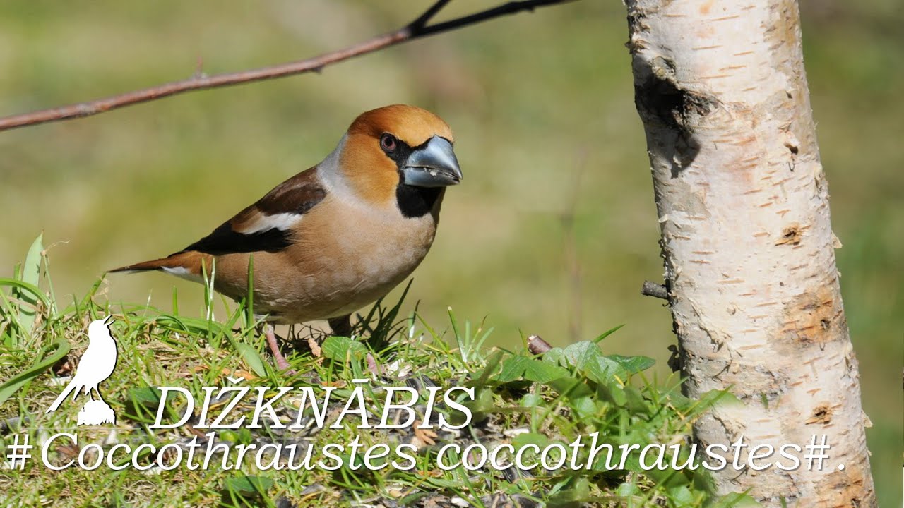 Putni / Birds : DIŽKNĀBIS /Coccothraustes coccothraustes/. Hawfinch ...