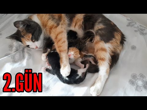 SARILIP UYUYORLAR | Yavru Kediler 2.GÜN (kedi vlog)