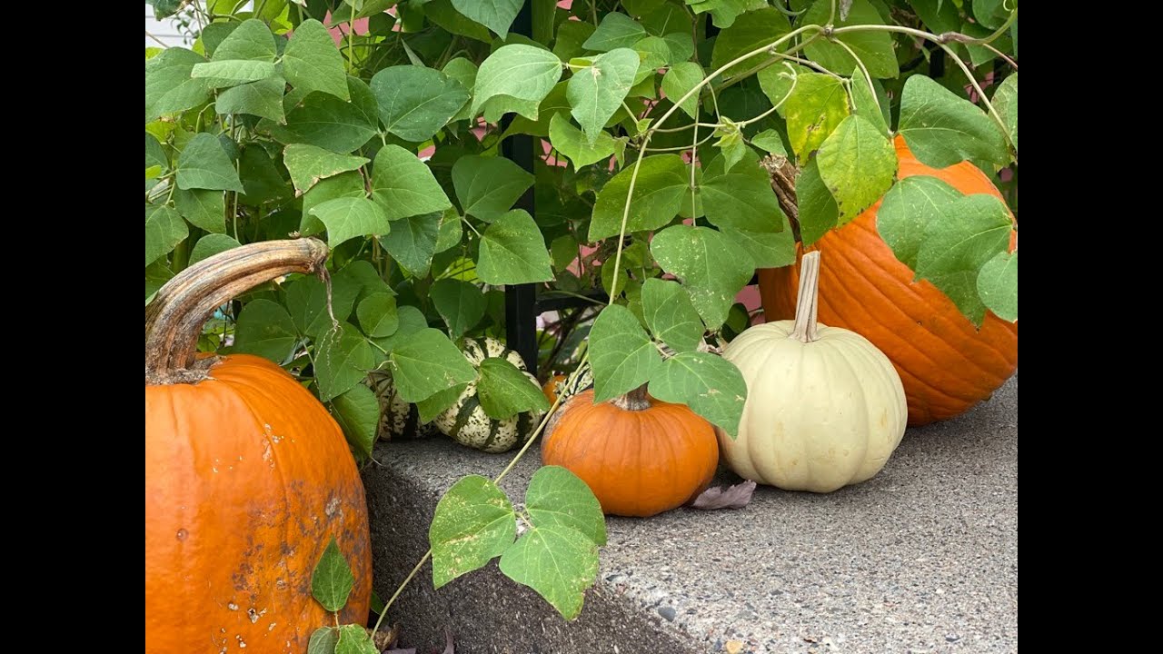 The Pumpkin Song - YouTube