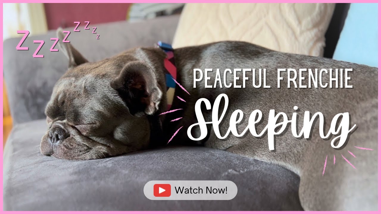 Peaceful Frenchie Sleeping - YouTube