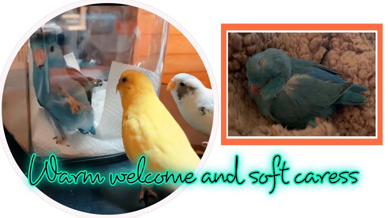 HOW BUDGIES WELCOME THEIR NEW BUDDY AND THE BEST WAY TO MAKE YOUR BIRD ...