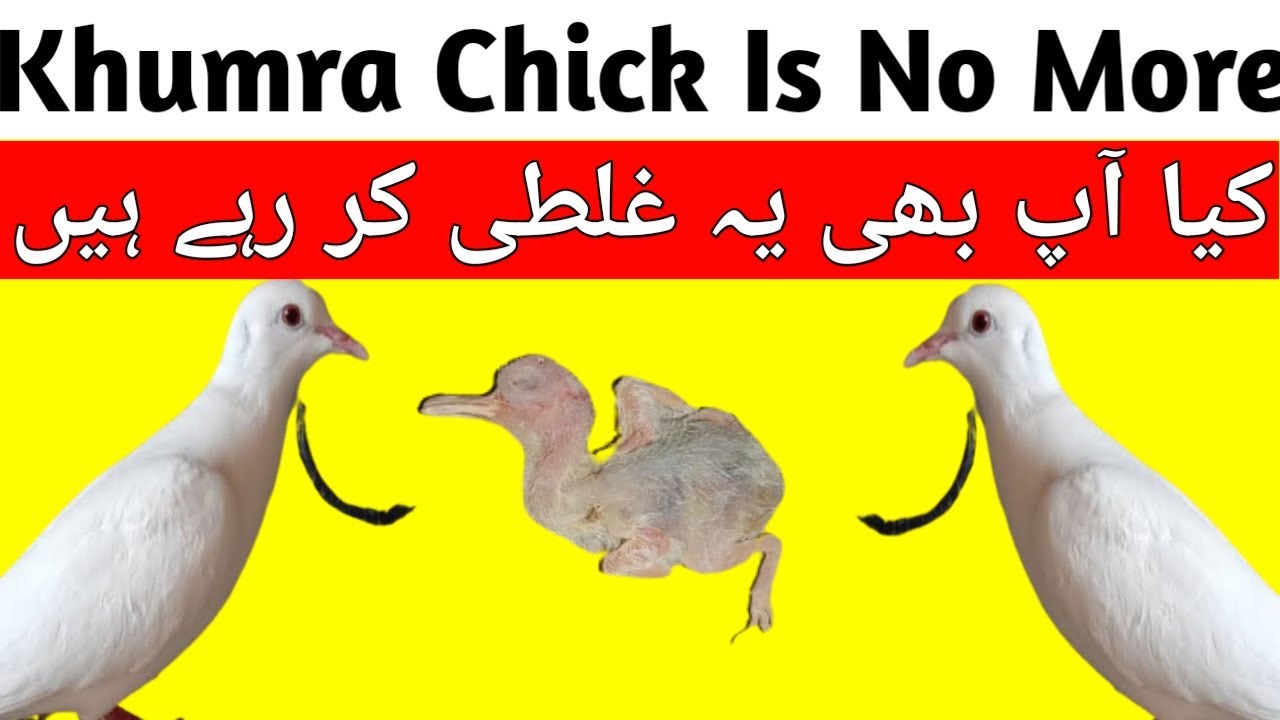 White dove | Khumray chick is no more | khumray ande kyo kharab karte ...