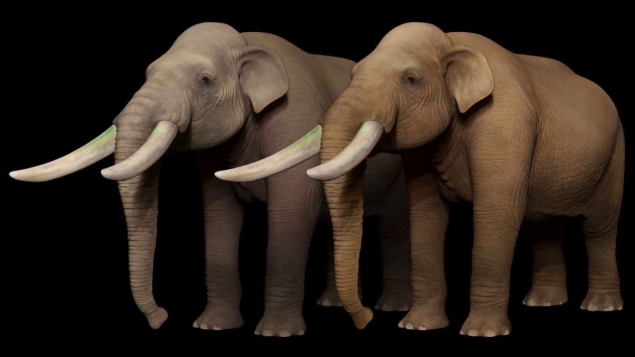 Notiomastodon platensis - 3D paint process in Zbrush - YouTube