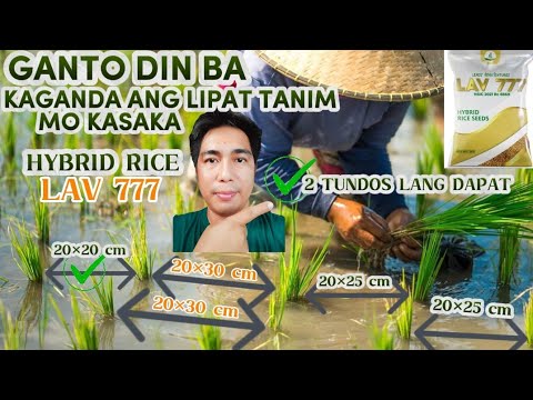 TRANSPLANT or LIPAT TANIM na Super Hybrid Rice LAV 777 Lead Agri - YouTube